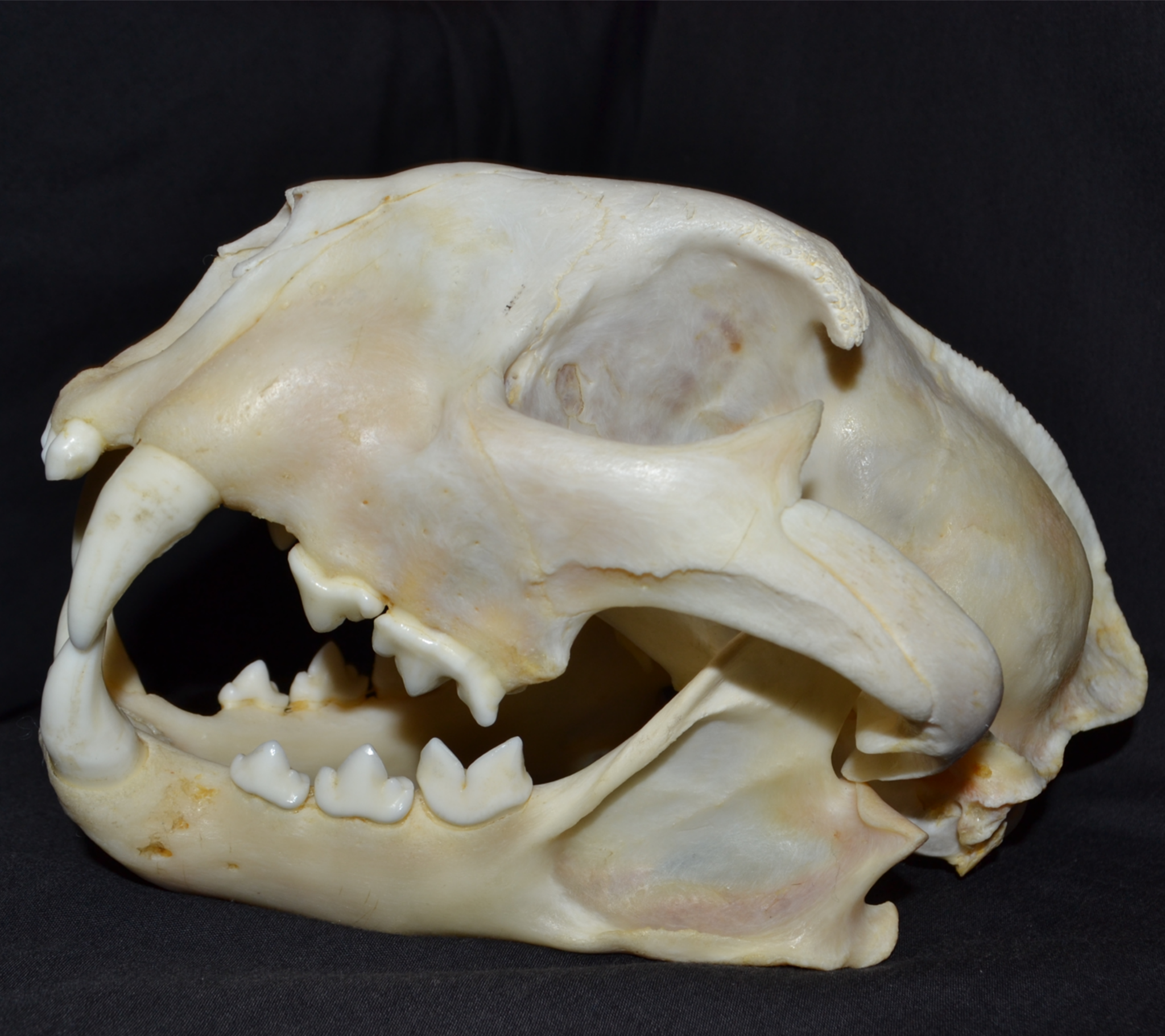 Distance Learning - Texas Wildlife Association