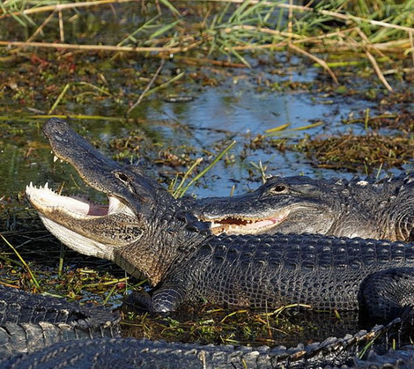 Distance Learning - Texas Wildlife Association