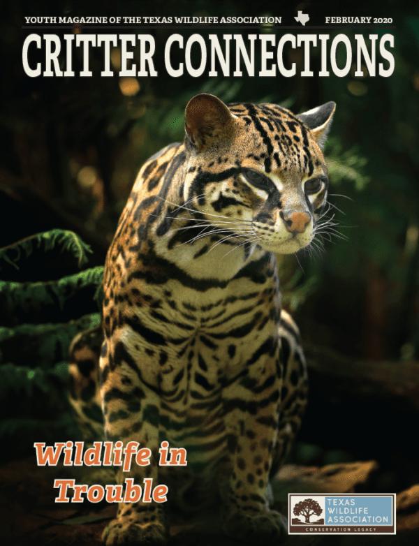 Critter Connections Magazine - Texas Wildlife Association