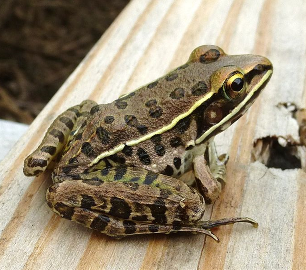 Complete Metamorphosis - Texas Wildlife Association