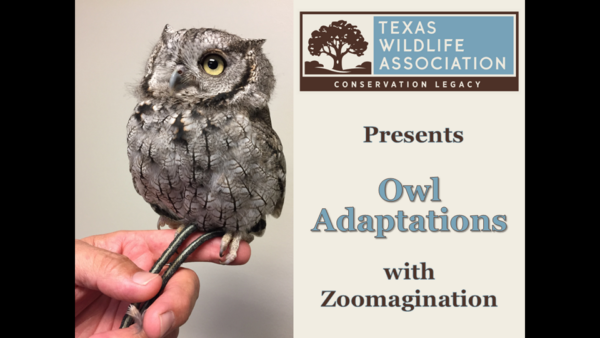 Owl Adaptations - Texas Wildlife Association