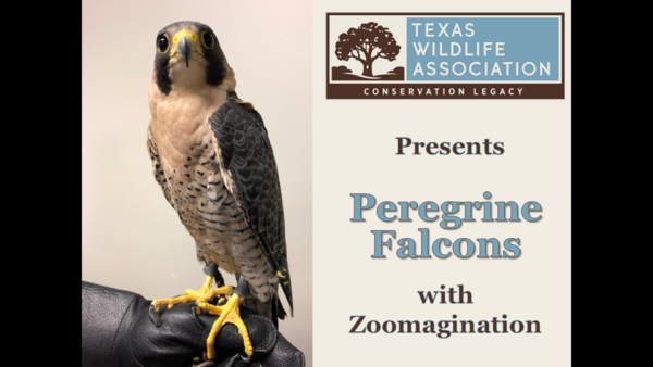 Peregrine Falcons - Texas Wildlife Association
