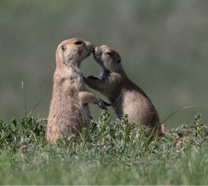 High Plains Ecoregion - Texas Wildlife Association