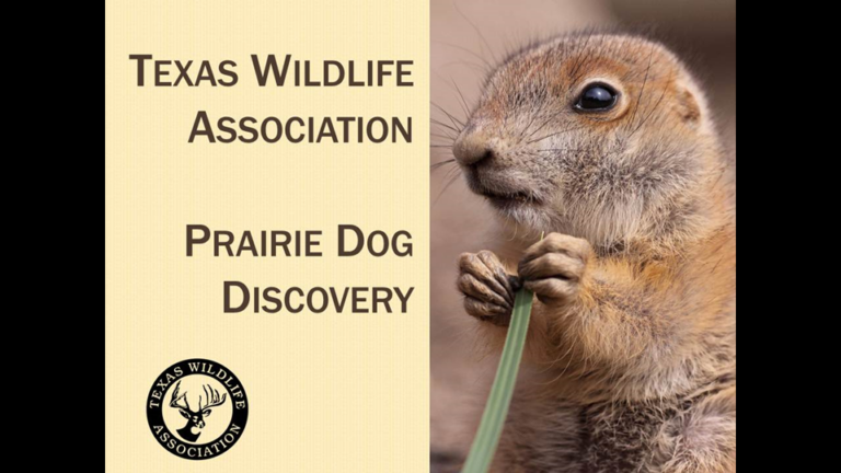 Prairie Dogs & Grassland Ecosystems - Texas Wildlife Association