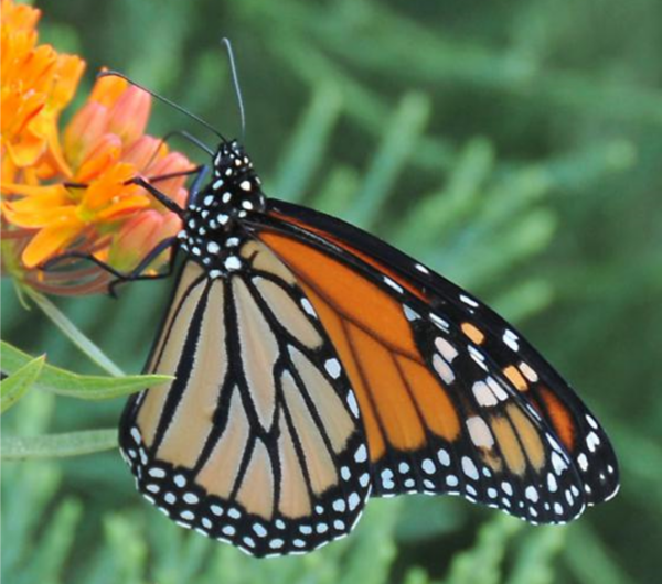 Complete Metamorphosis - Texas Wildlife Association