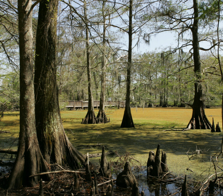 Prairie Dogs & Grassland Ecosystems - Texas Wildlife Association