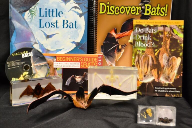 Discovery Trunk: Bats-A-Billion - Texas Wildlife Association